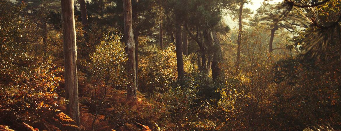 Carl Allen Website – Carl Allen Website